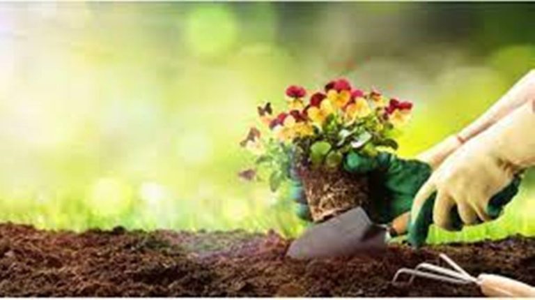 COMPOSTAGEM HUMANA - Califórnia aprova lei para transformar cadáveres ...